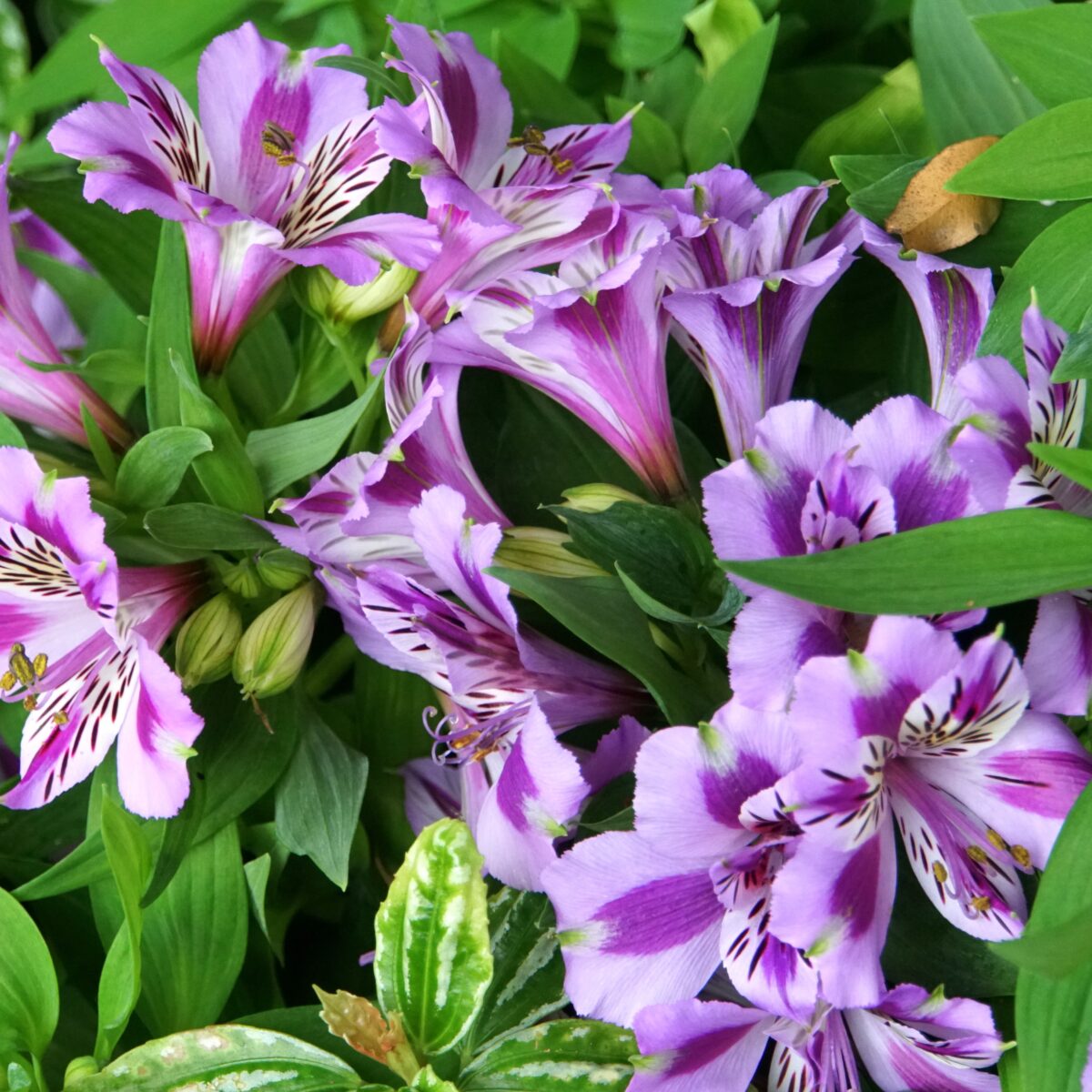 Alstroemeria 'Oriana'
