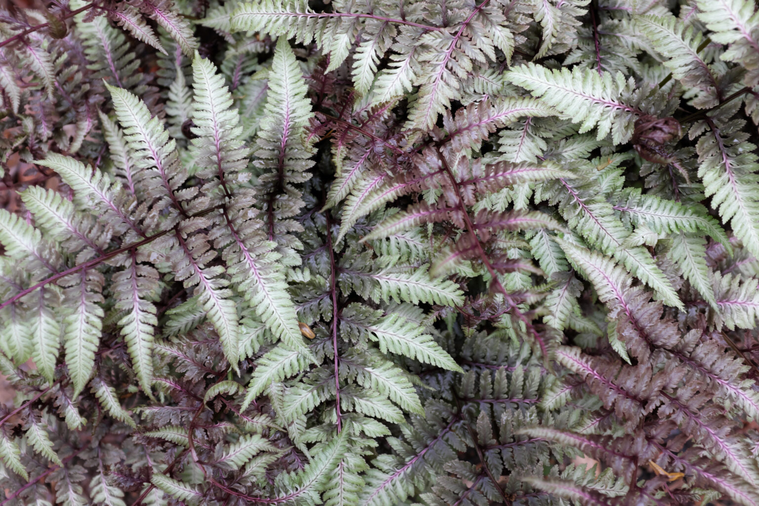 Athyrium niponicum 'Pictum'