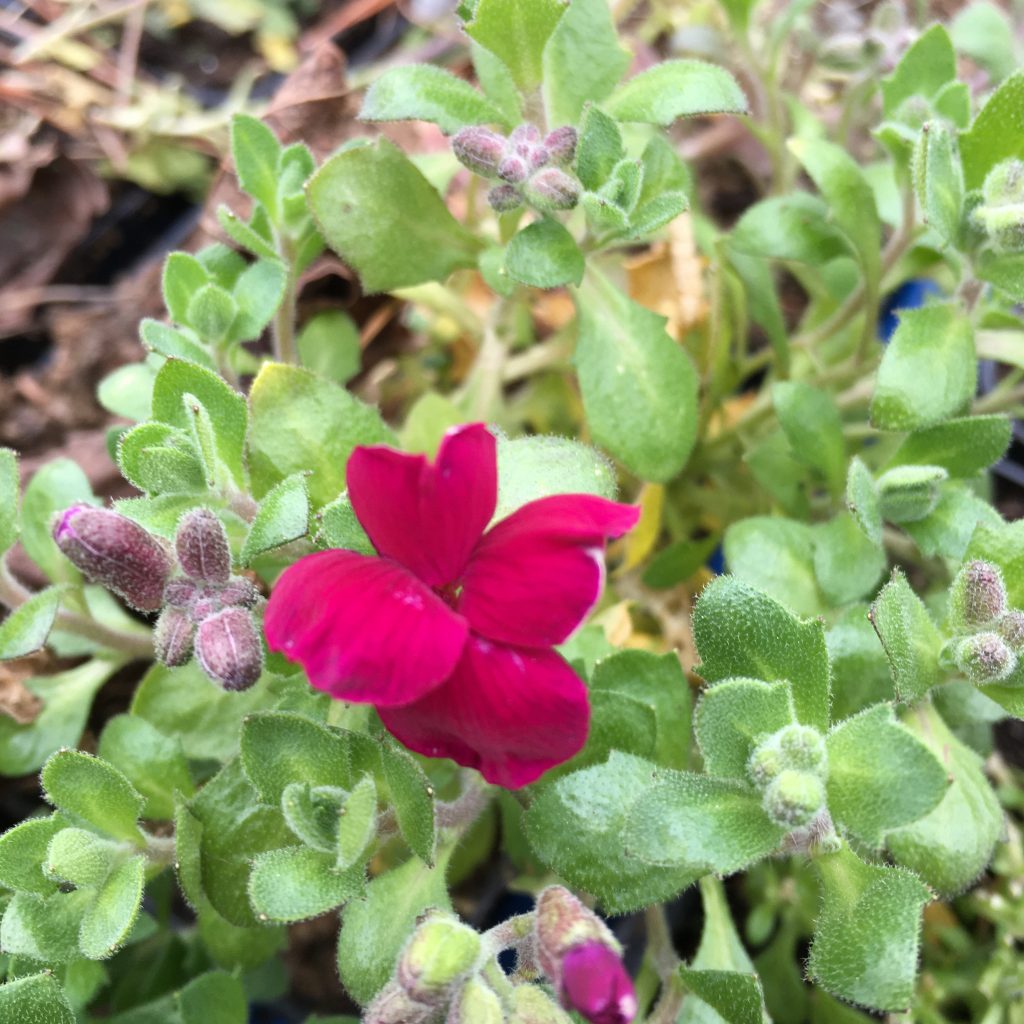 Aubrieta 'Audrey Red and Purple'