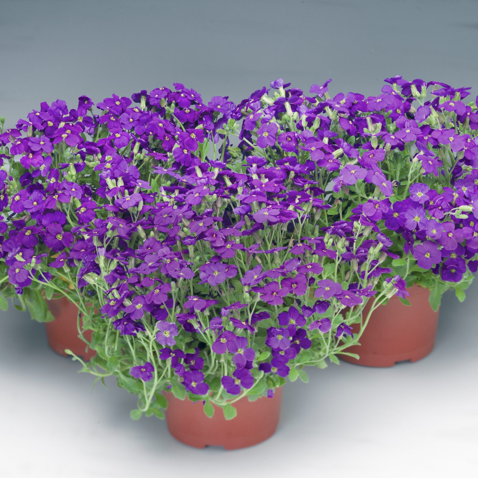 Aubrieta gracilis 'Kitte Blue'