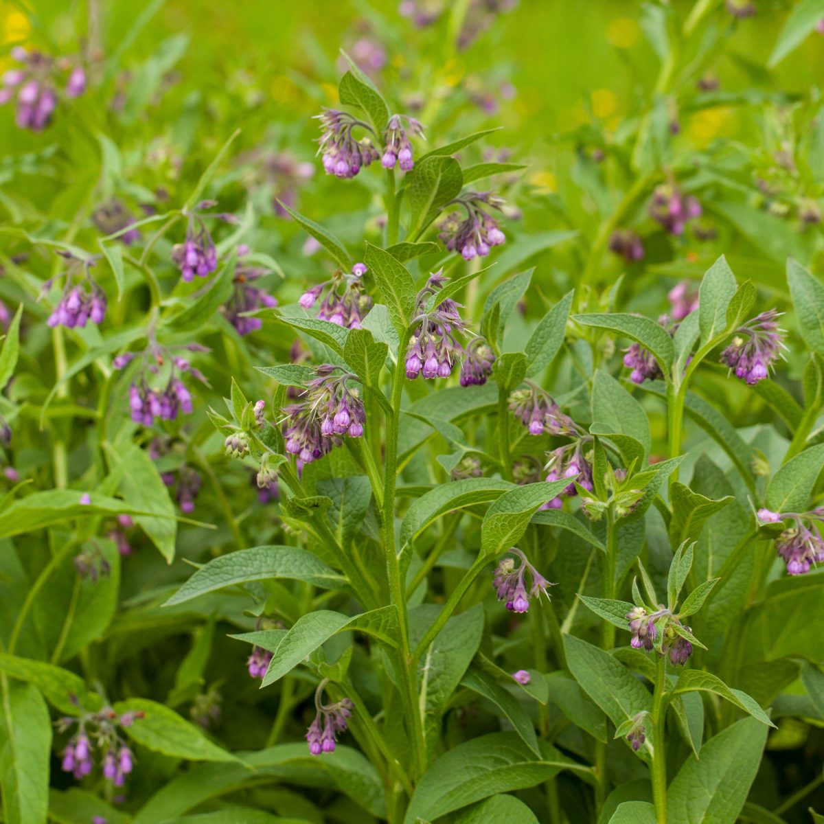 Comfrey