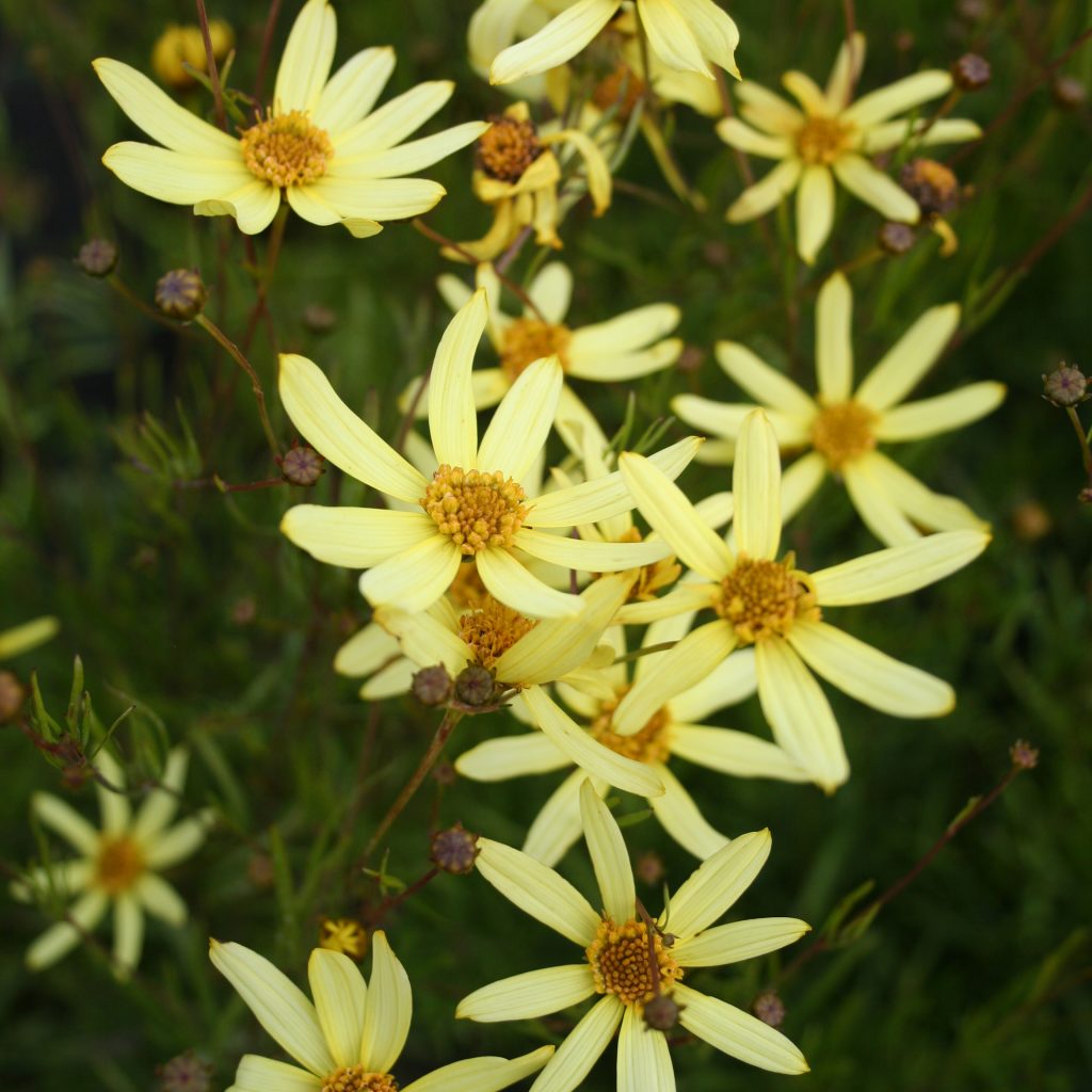 Coreopsis vert. Moonbeam