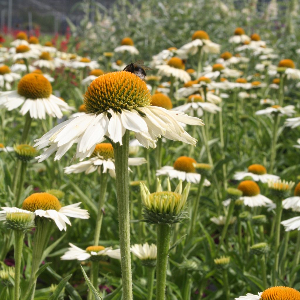 Echinacea White Meditation