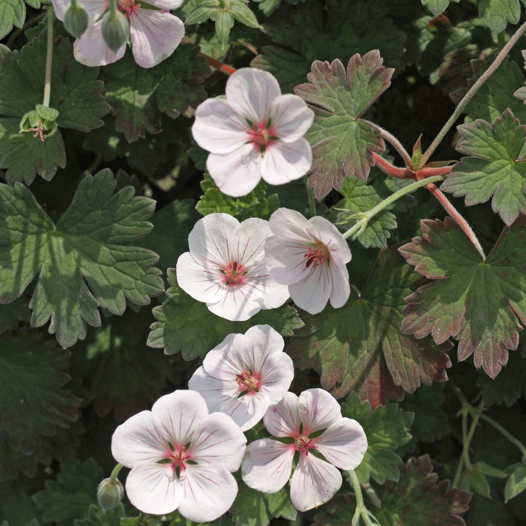 Geranium Coombland White
