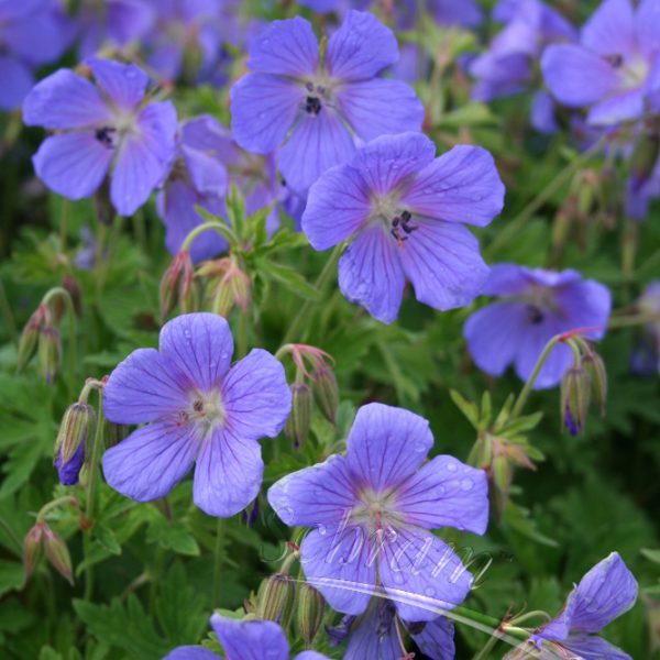 Geranium himalayense Gravetye