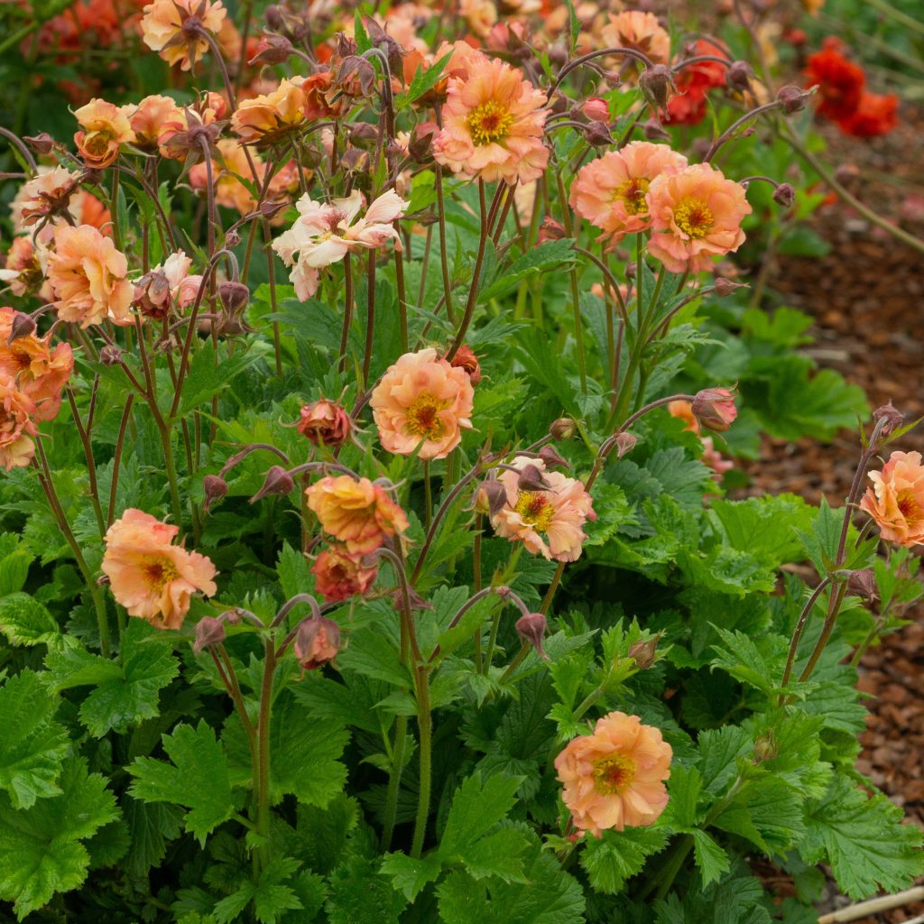 Geum Mai Tai