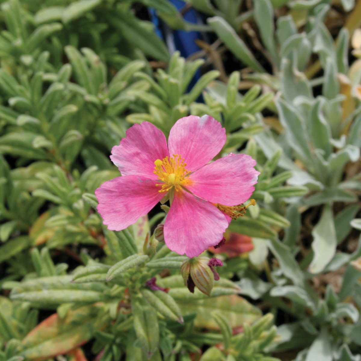 Helianthemum Raspberry Ripple