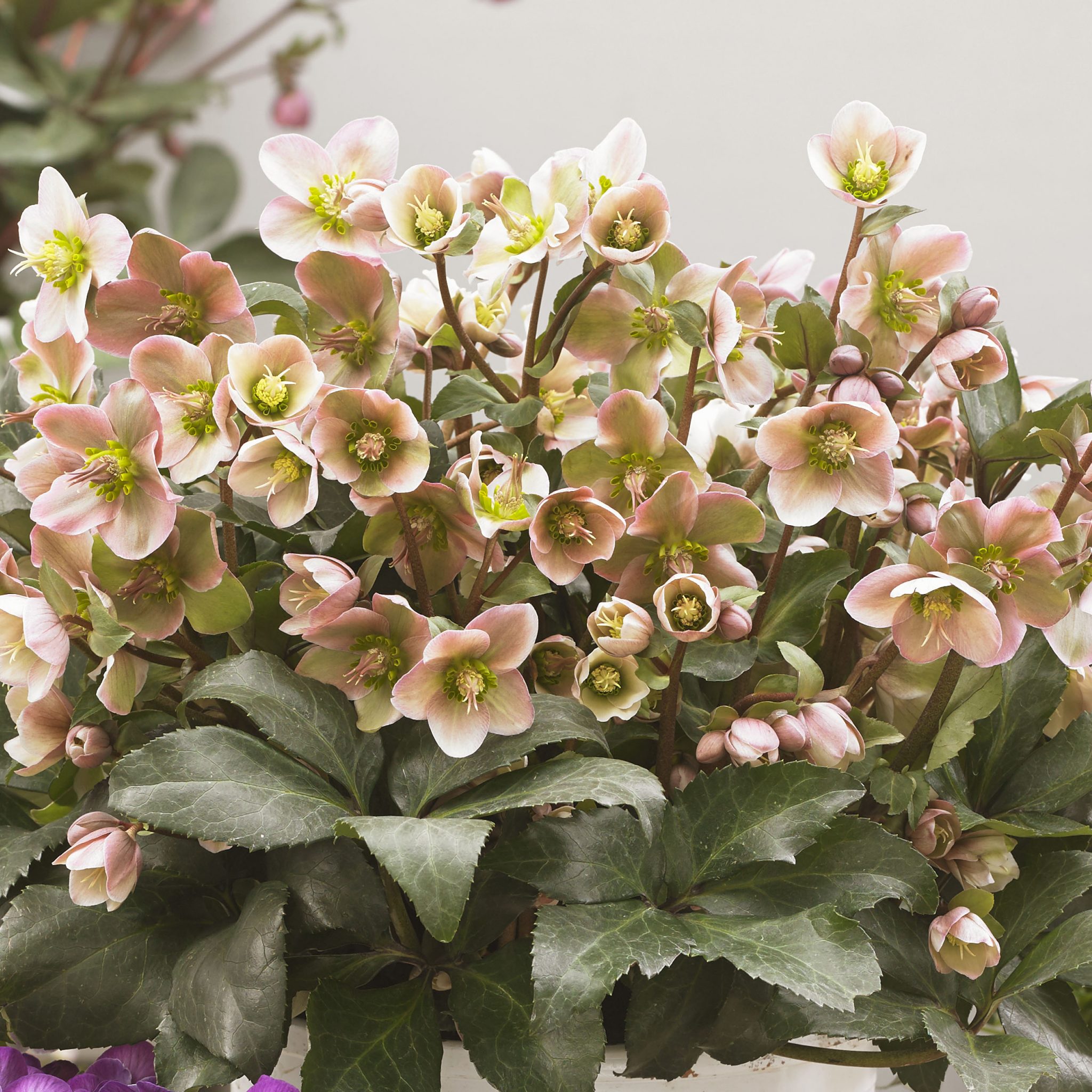 Helleborus Angel Glow