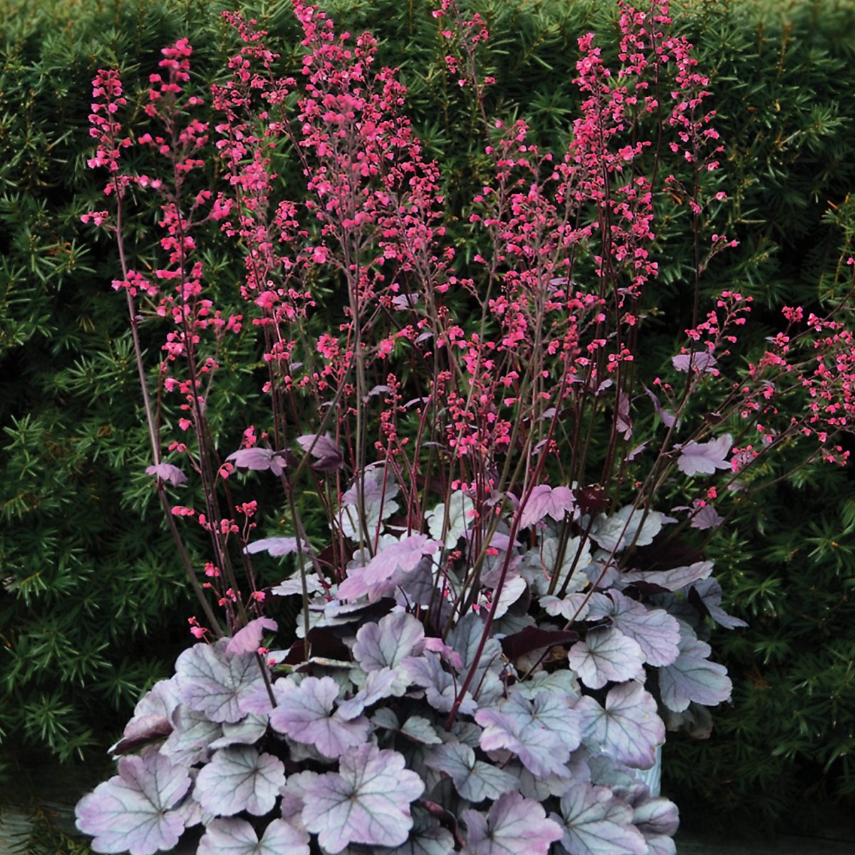 Heuchera Silver Gumdrop Â®