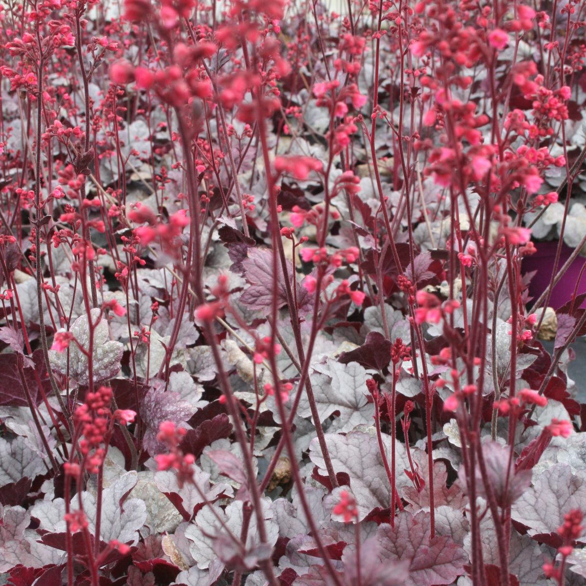 Heuchera Silver Gumdrop Â®