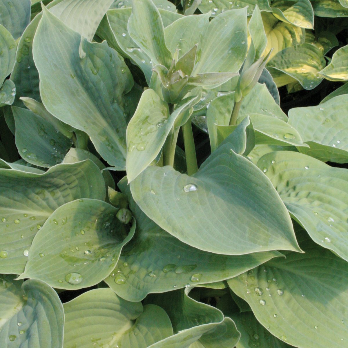 Hosta Big Daddy