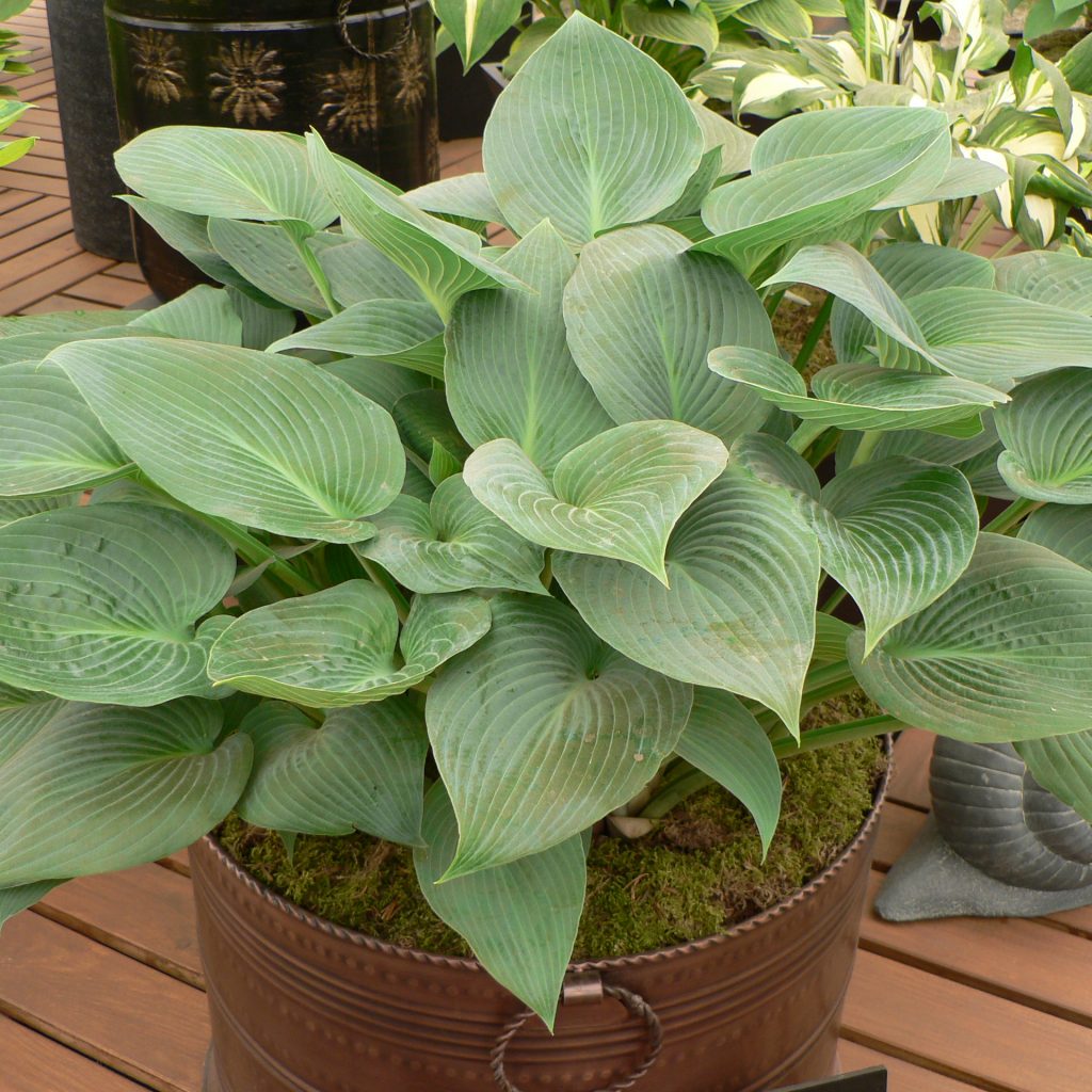 Hosta Halcyon