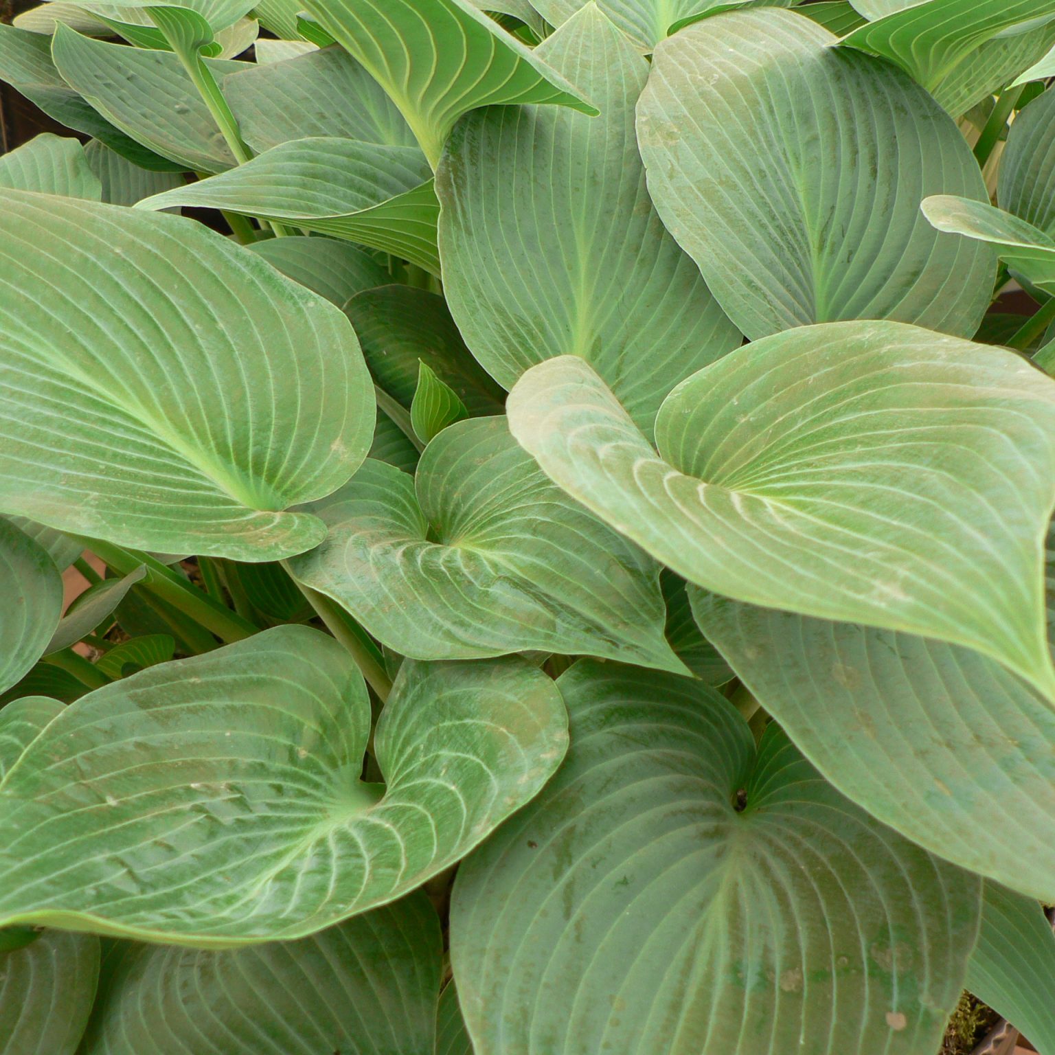 Hosta Halcyon