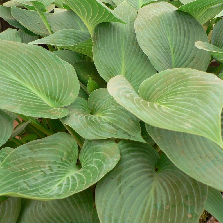 Hosta Halcyon