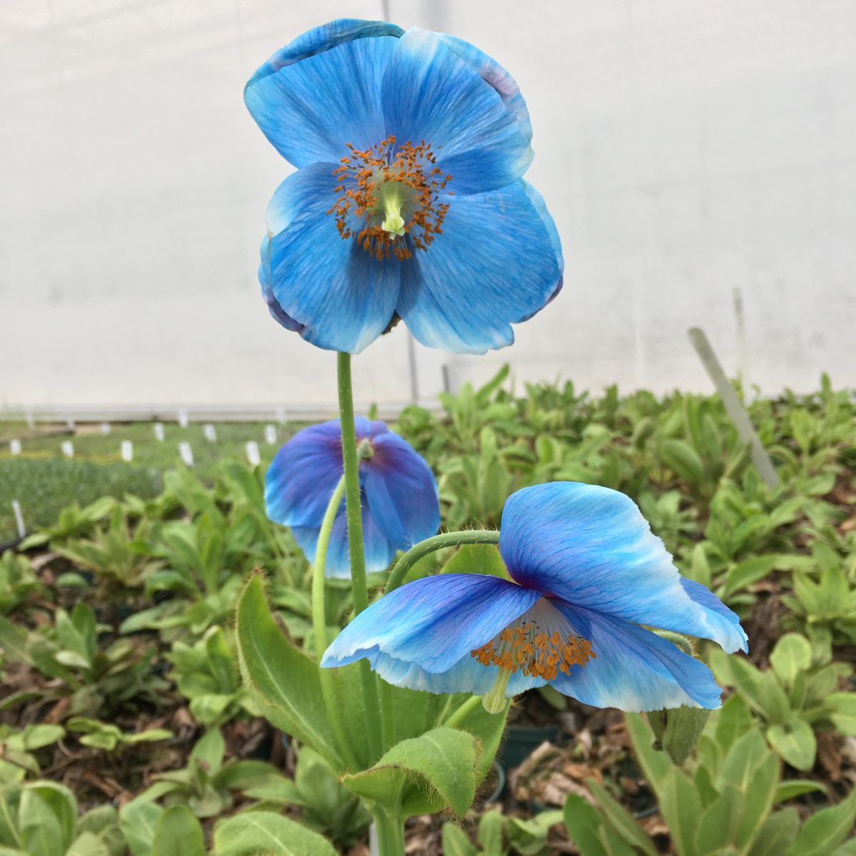 Meconopsis betonicifolia