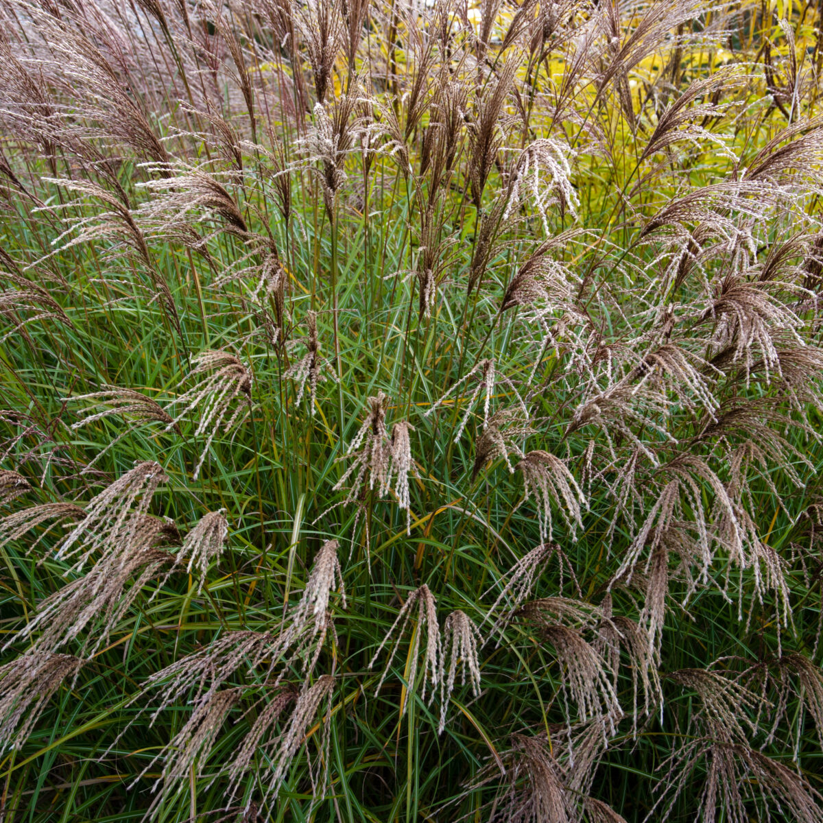 Miscanthus sinensis 'Ruby Cute'