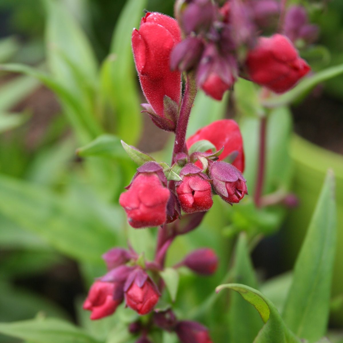 Penstemon Polaris Red