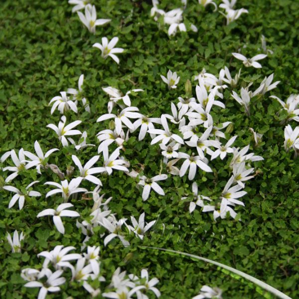 Pratia pedunculata