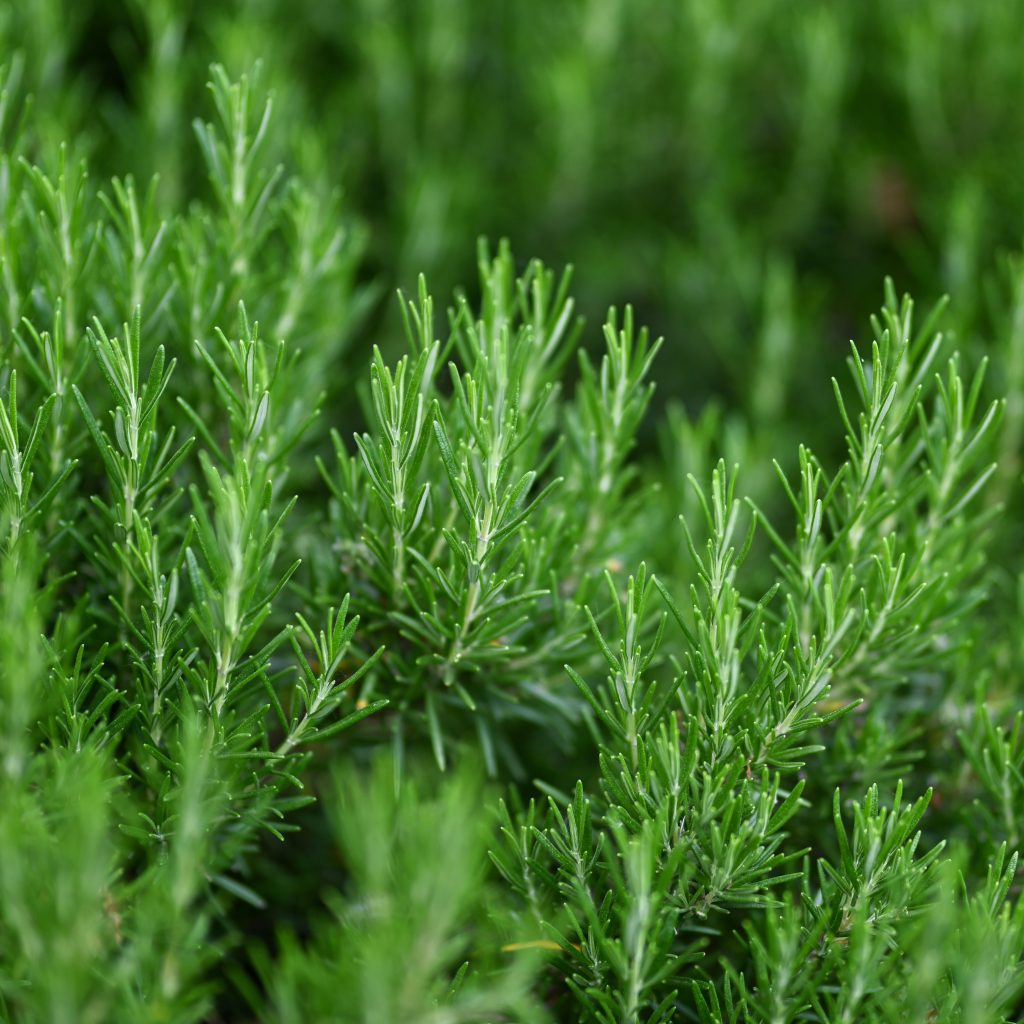 Rosemary