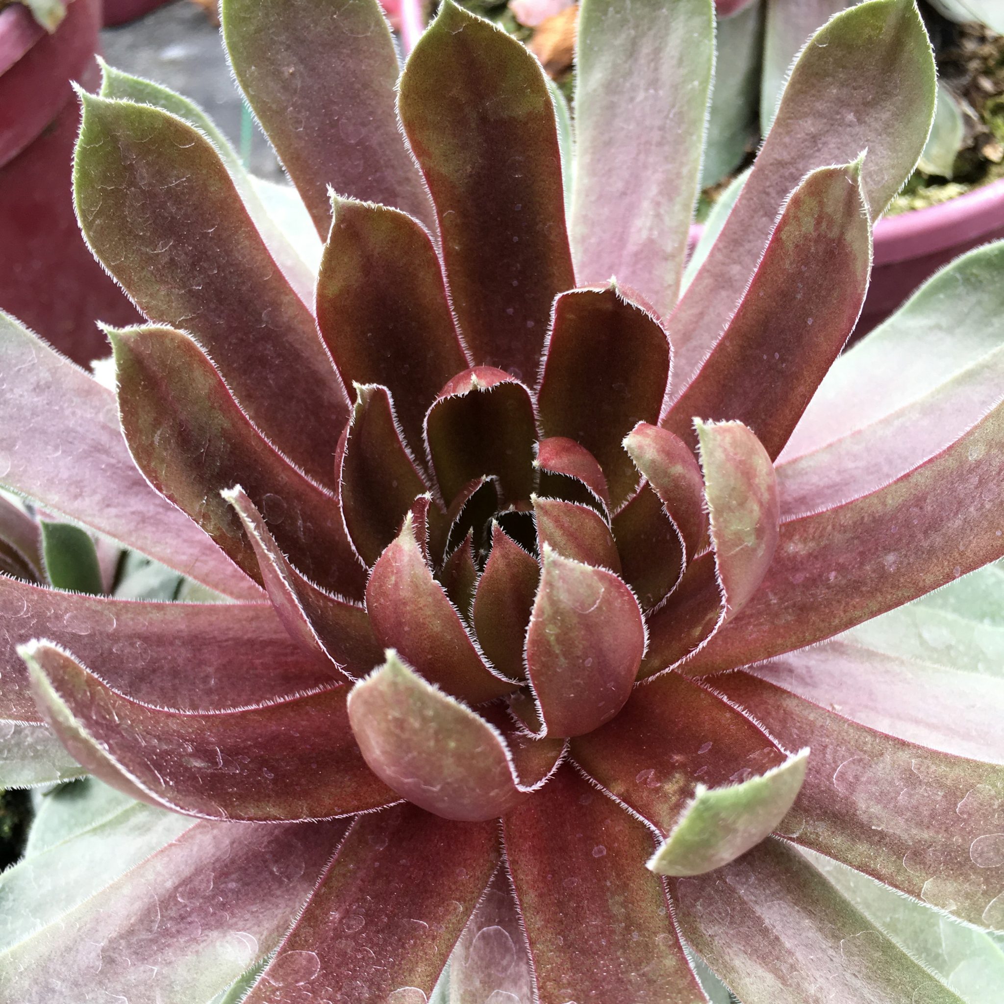 Sempervivum Ruby Heart