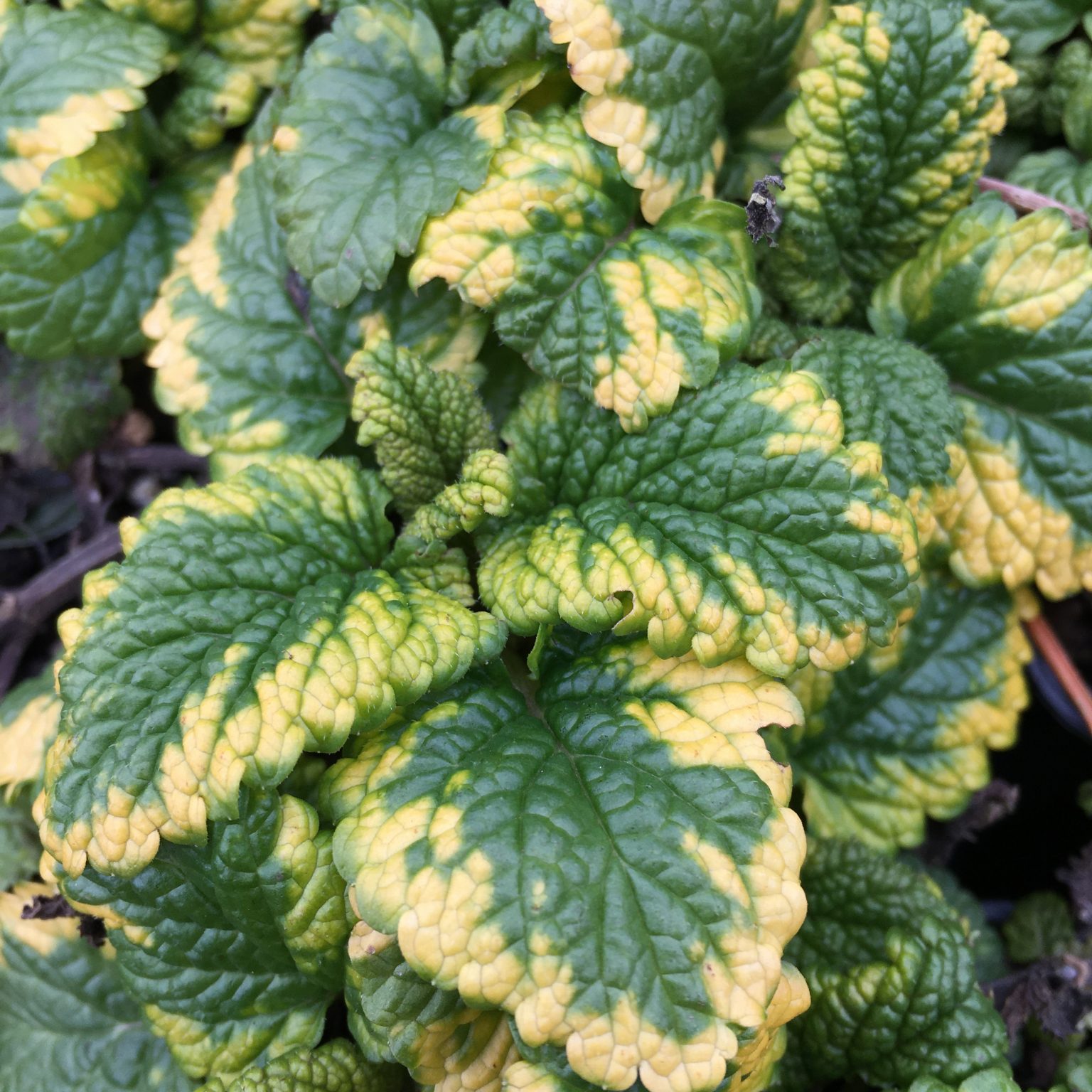Variegated Lemon Balm