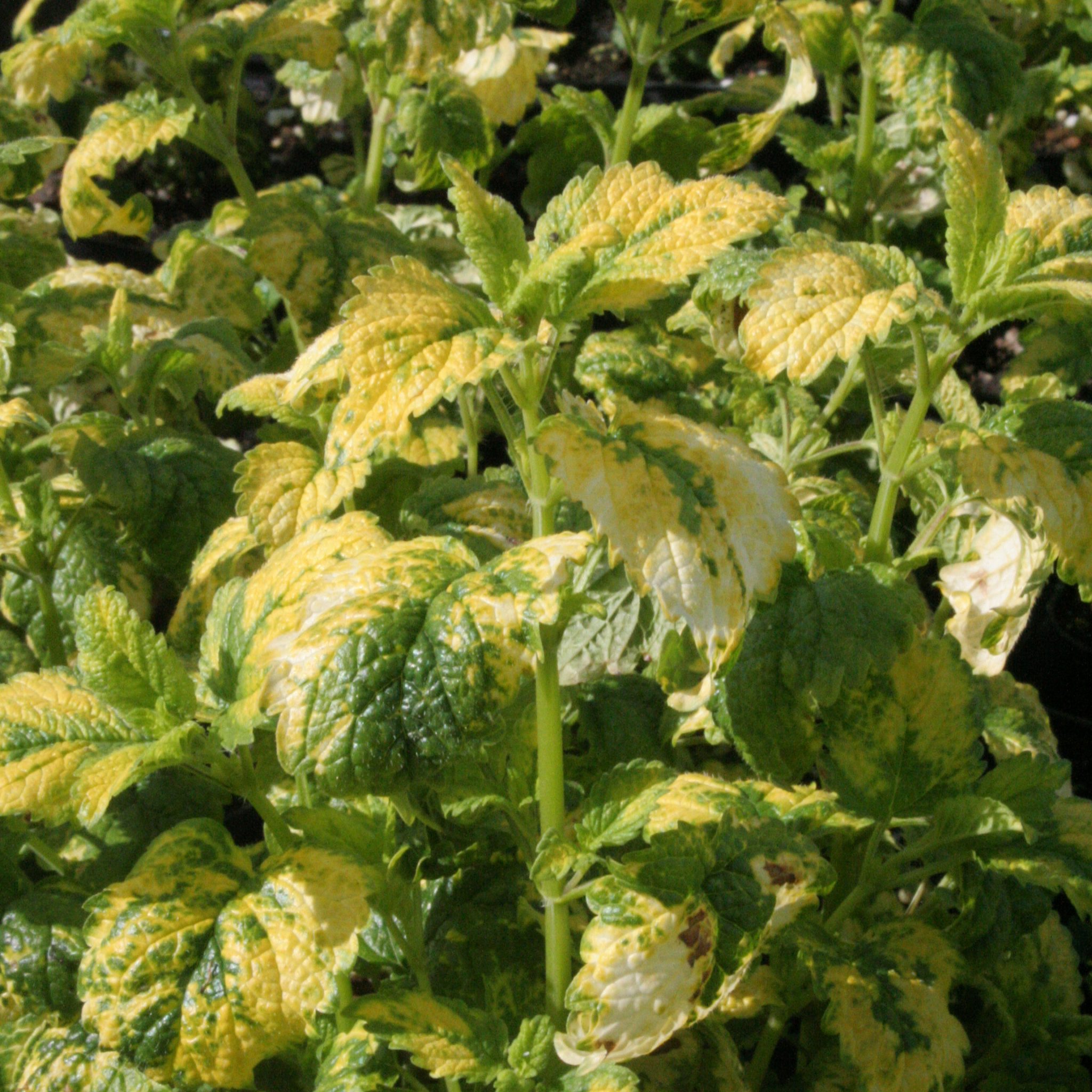 Variegated Lemon Balm