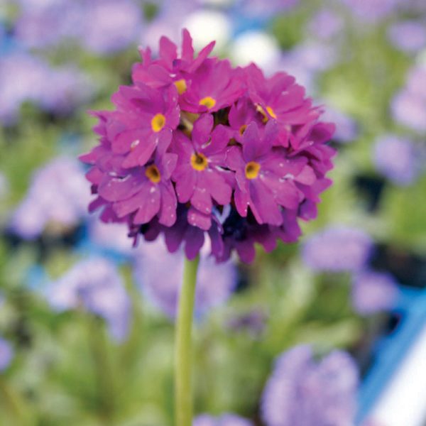 Primula dent ruby