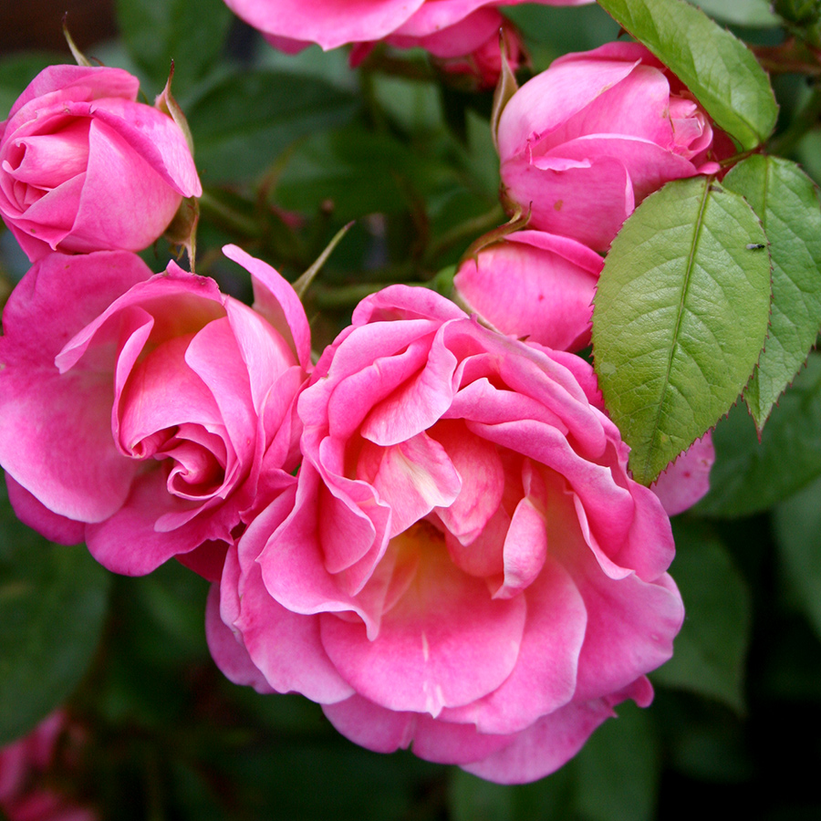 Rosa Carefree Days