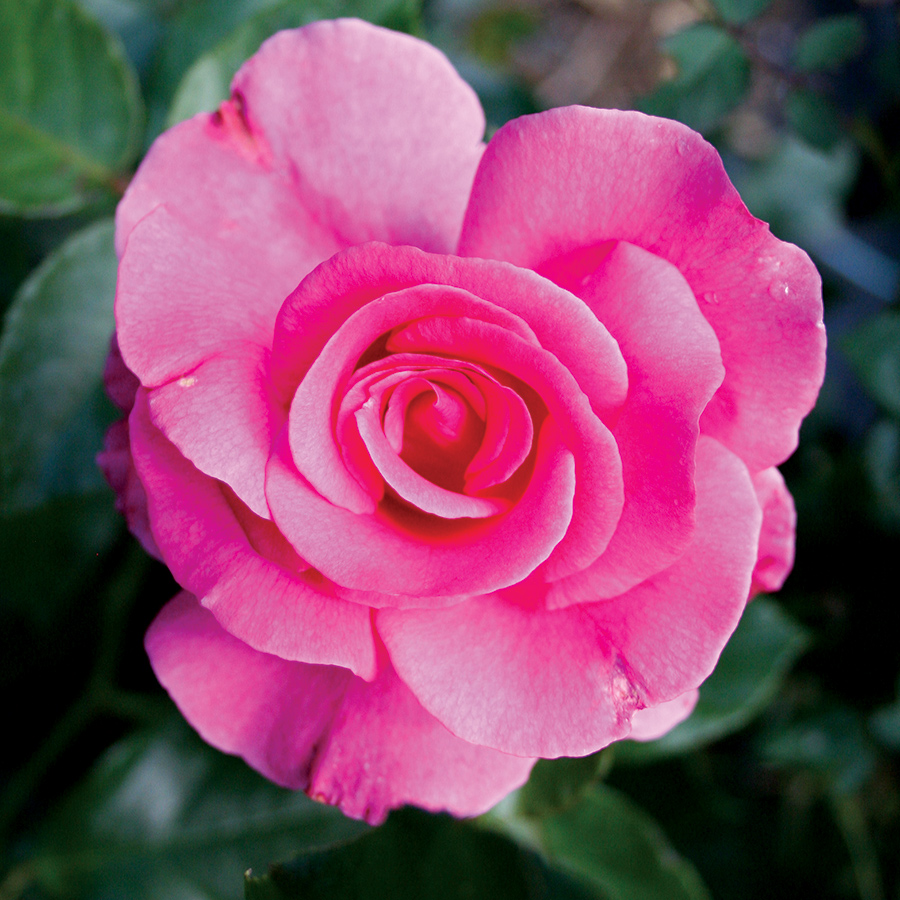 Rosa Romance