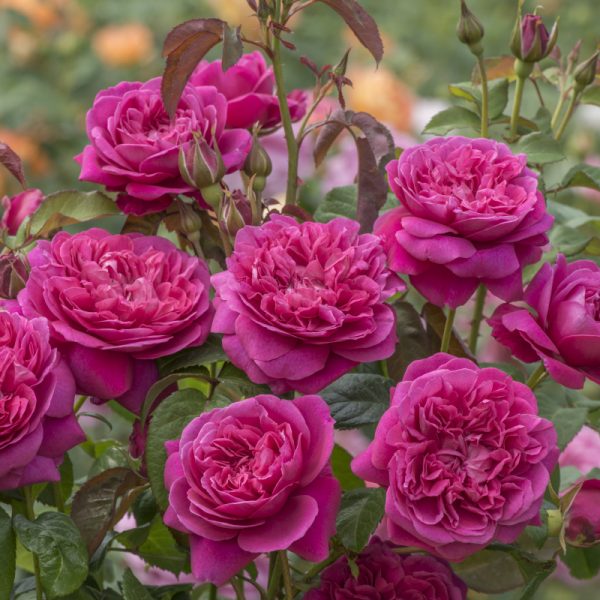 Rosa 'James L. Austin' (Auspike)