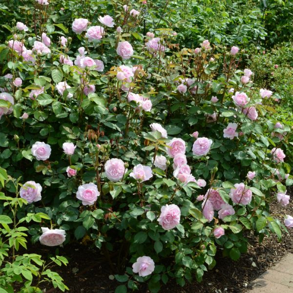Rosa 'Olivia Rose Austin' (Ausmixture)