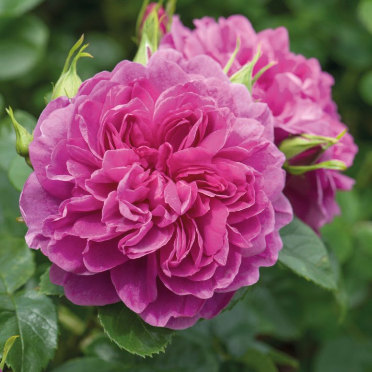 Rosa 'Princess Anne' (Auskitchen)