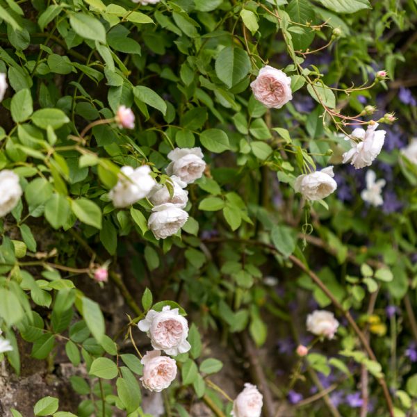 Rosa 'The Albrighton Rambler' (Ausmobile)