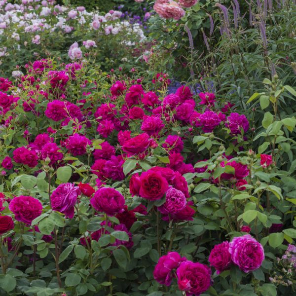 Rosa 'Thomas A. Beckett' (Auswinston)