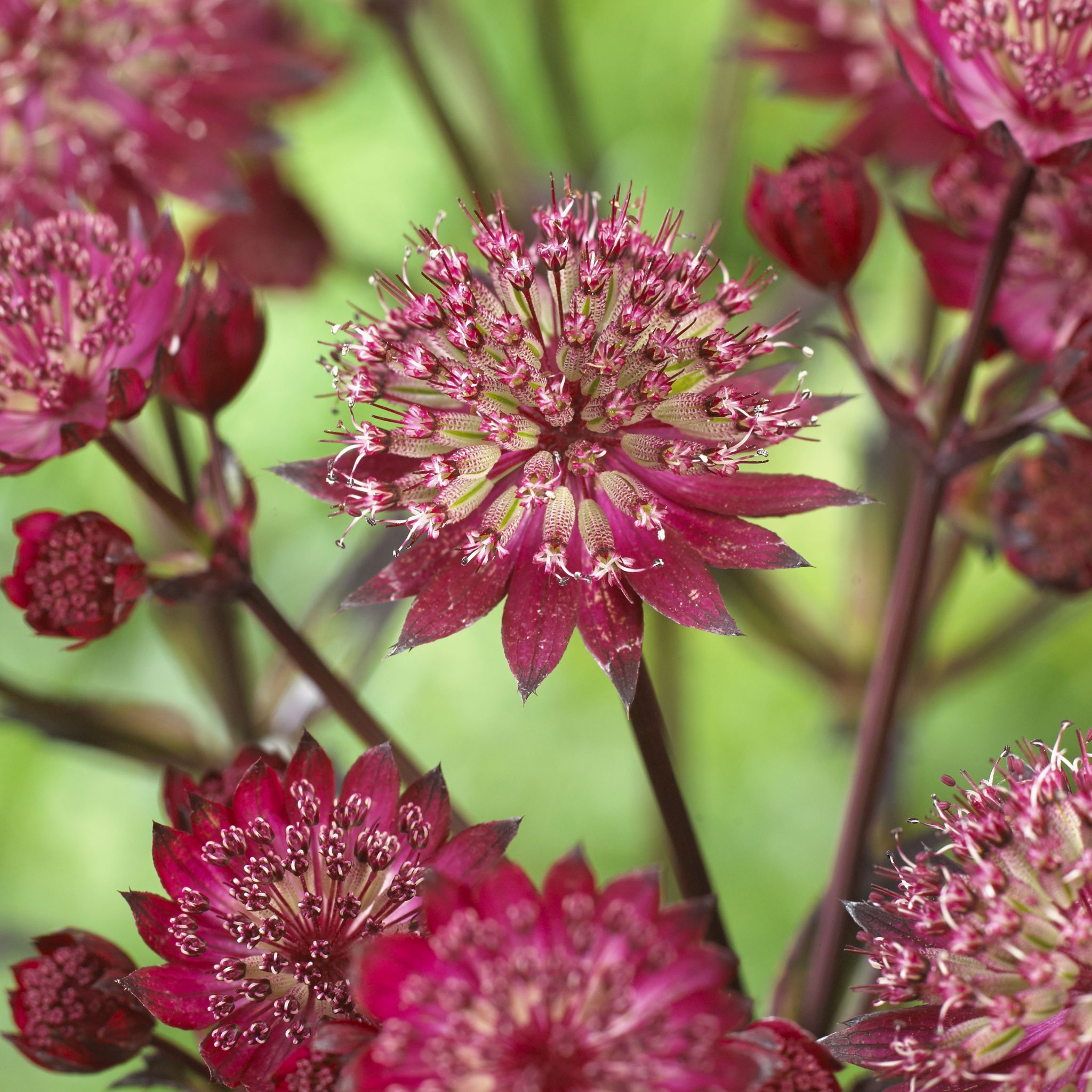 Astrantia 'Star of Love'