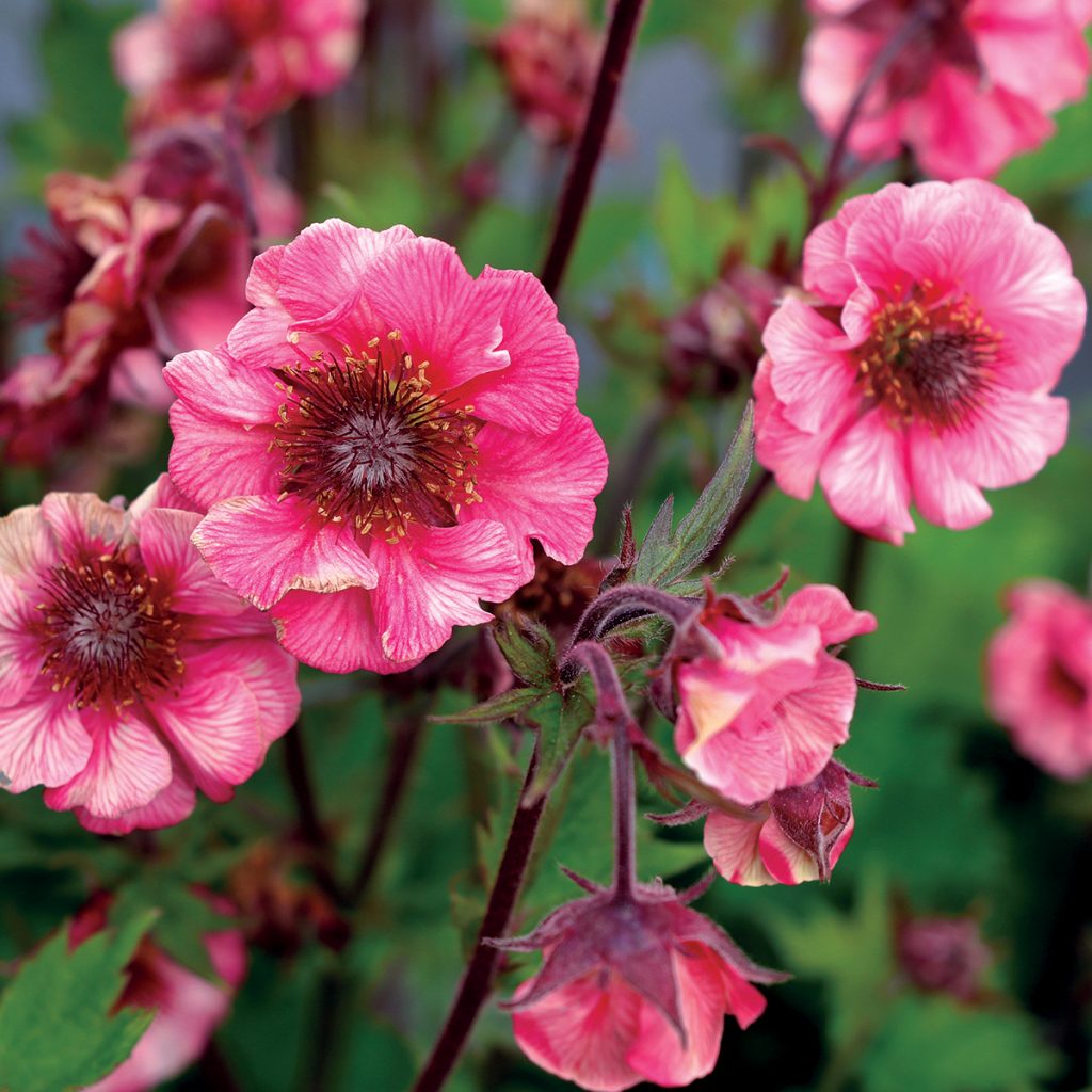 Geum 'Tempo Rose'