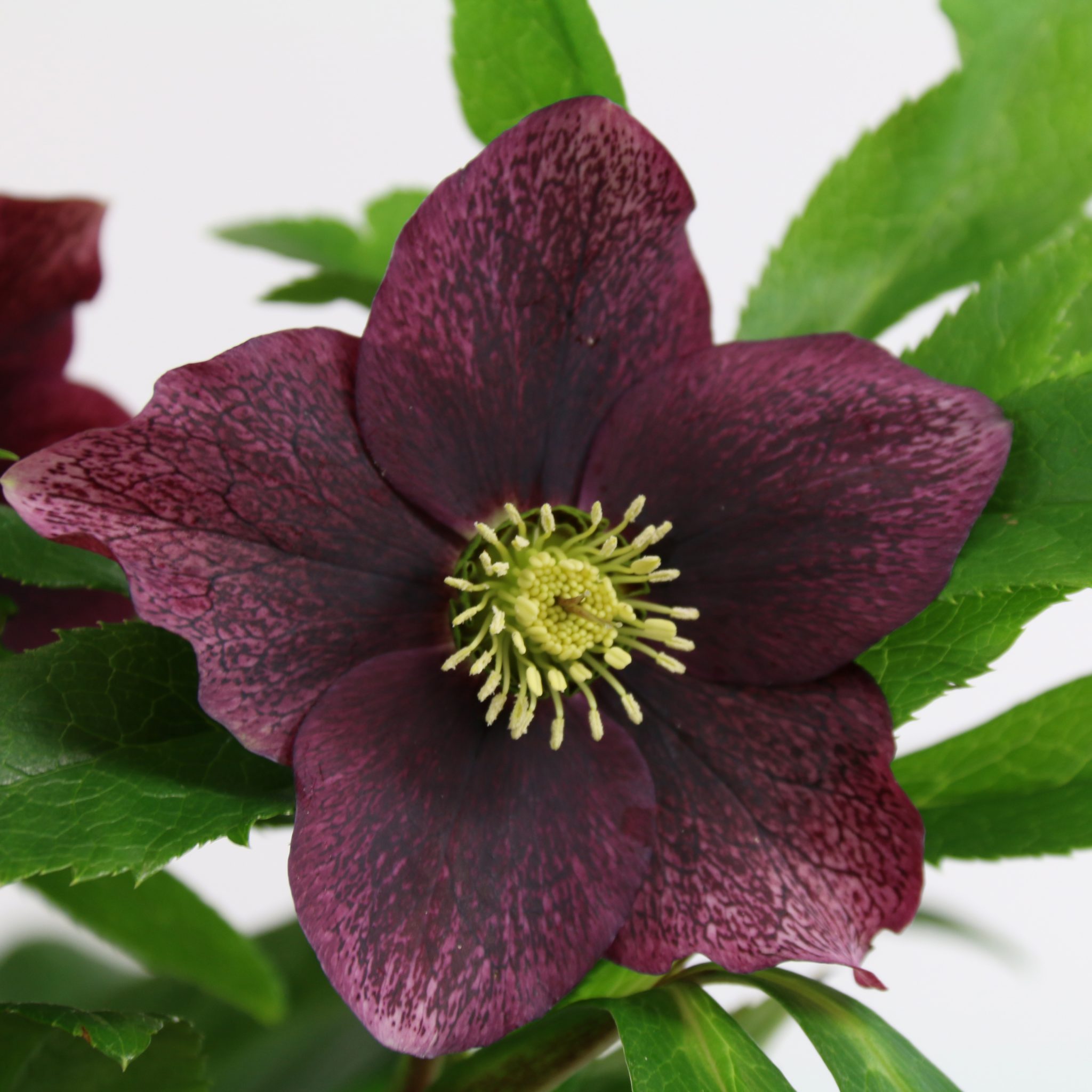 Helleborus ViV 'Victoria'