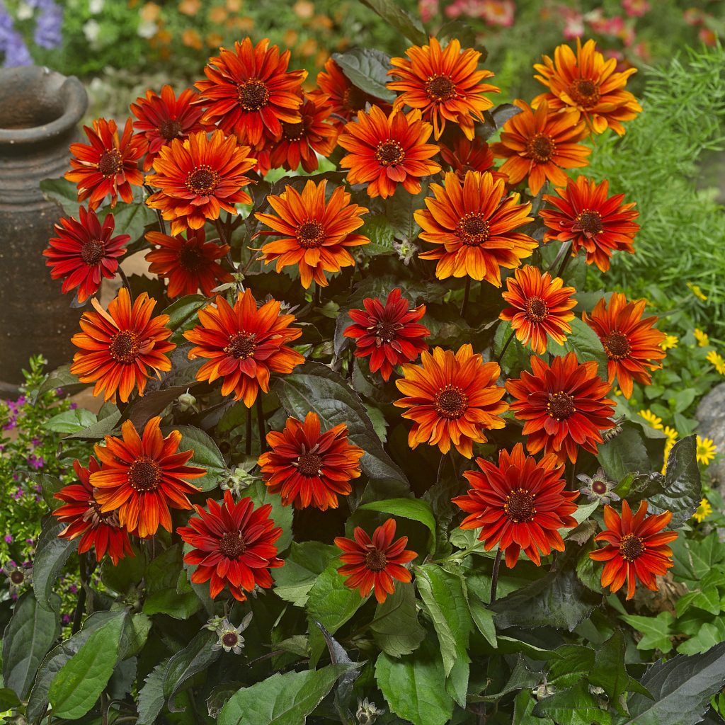 Heliopsis 'Funky Spinner'