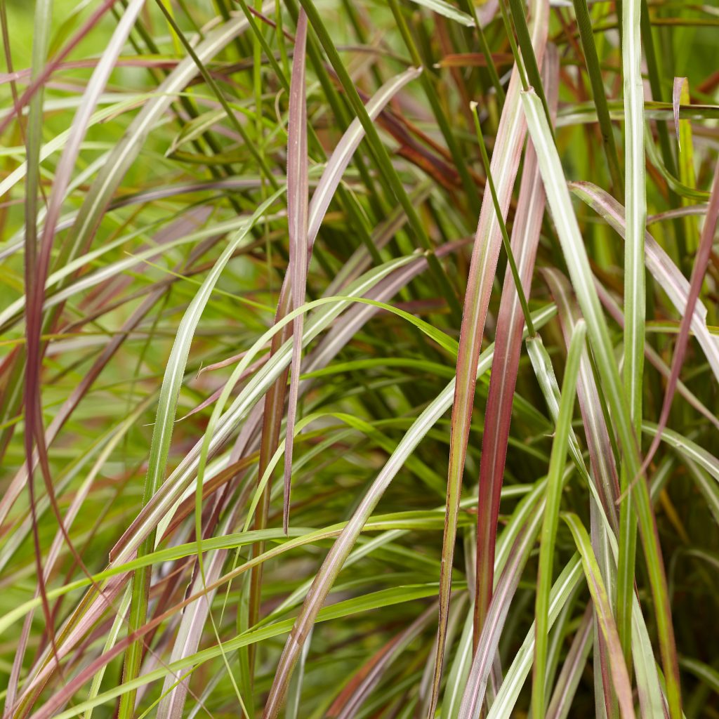 Miscanthus sinensis 'Ruby Cute'