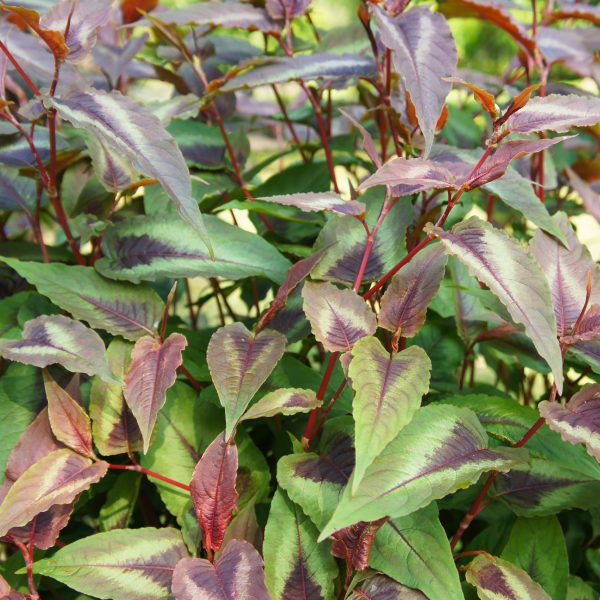 Persicaria microcephala 'Red Dragon'®