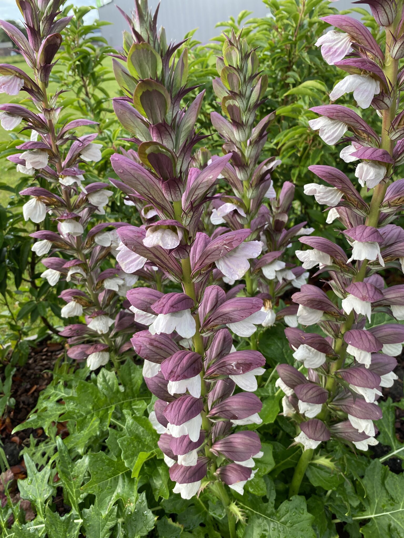Acanthus hung. 'White Lips' - Schram Plants