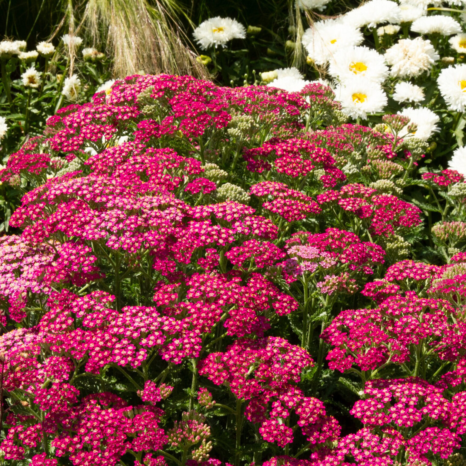 Achillea Milly Rock 'Rose' - Schram Plants
