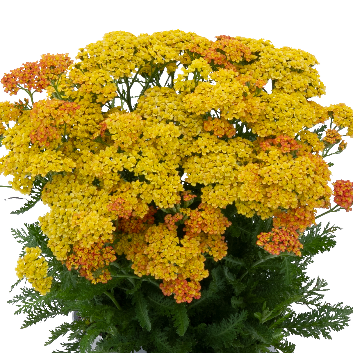 Achillea Milly Rock 'Yellow Terracotta' - Schram Plants