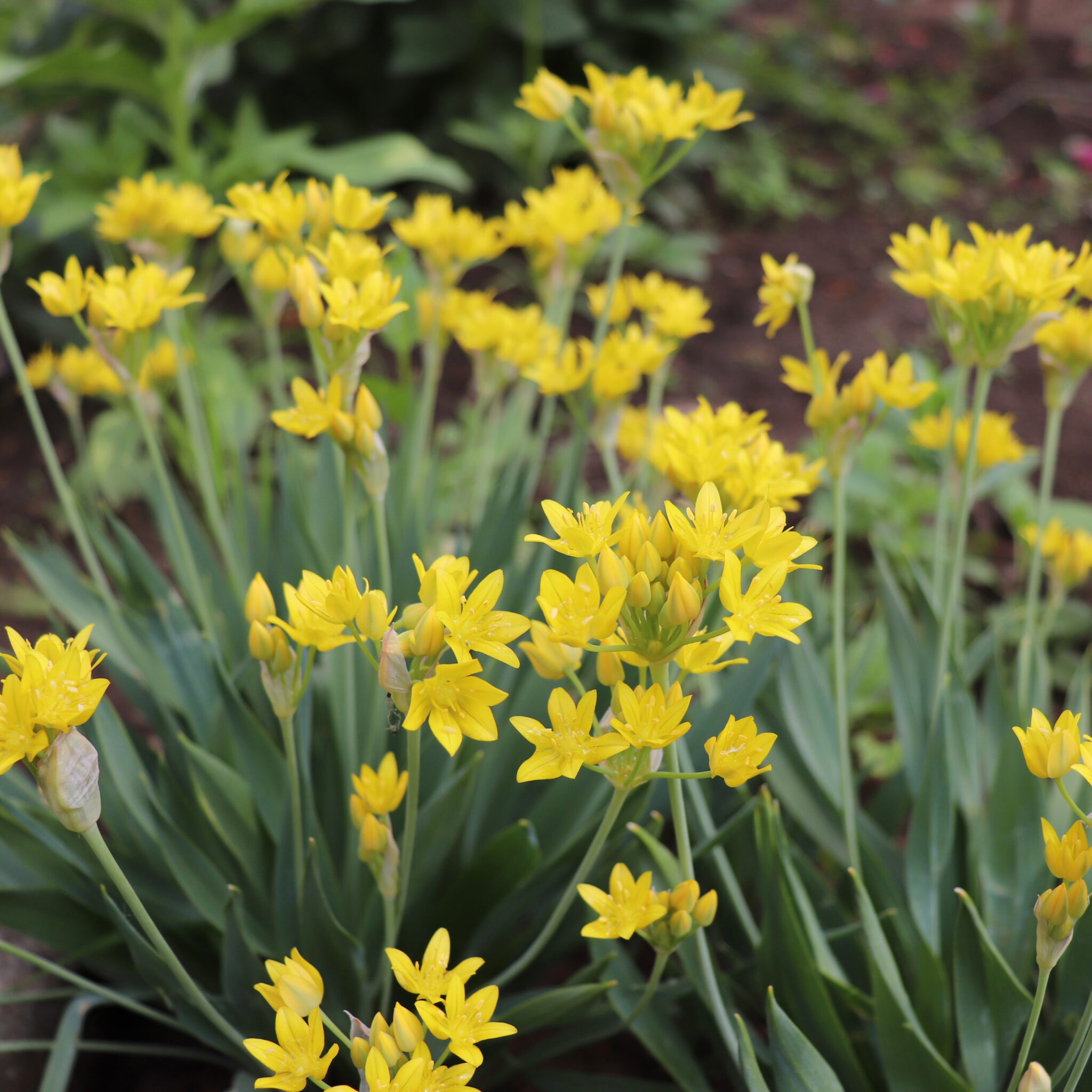 Allium ‘Moly' - Schram Plants